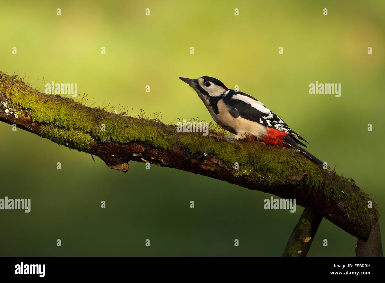 But numbers are increasing common in england and wales insects hi-res ...