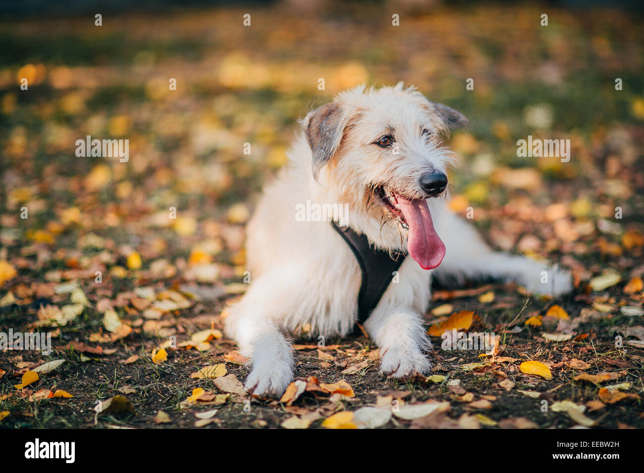 Irish wolfhound breed hunting hi-res stock photography and images - Alamy