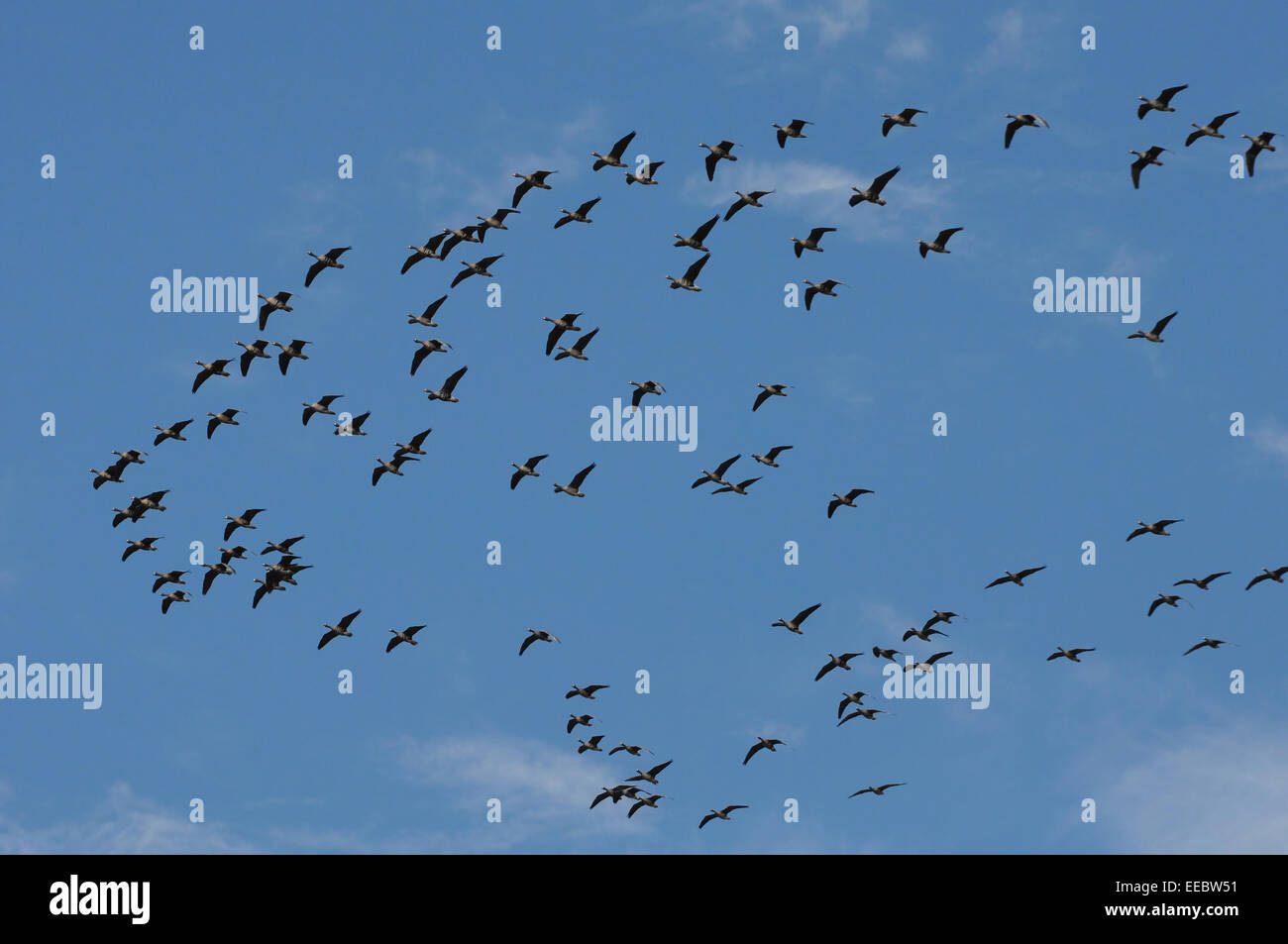 Flying geese hi-res stock photography and images - Alamy
