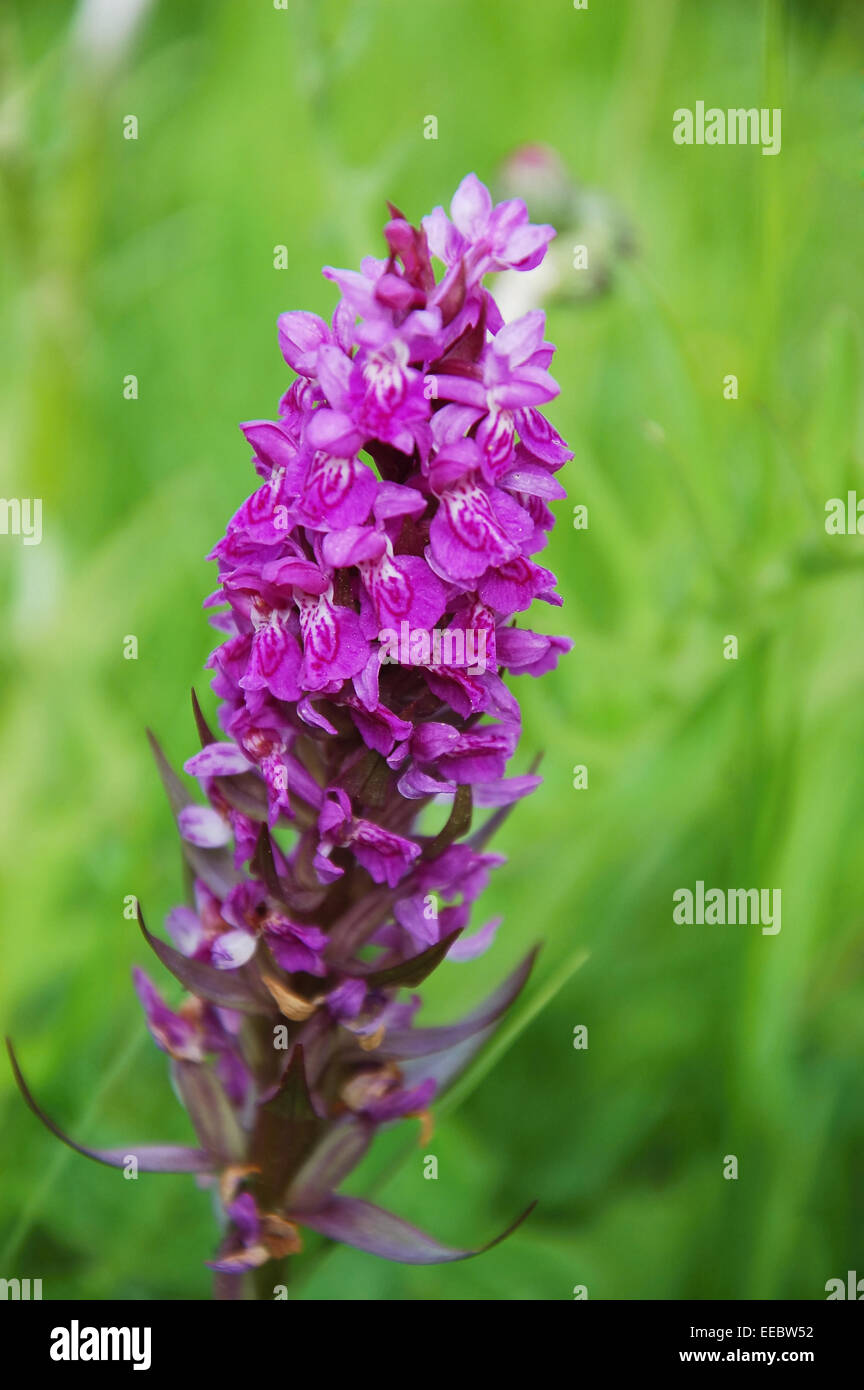 Orchis plants hi-res stock photography and images - Alamy