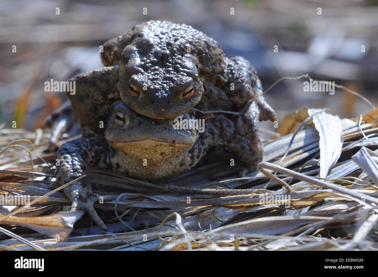 Frog reproduction hi-res stock photography and images - Alamy
