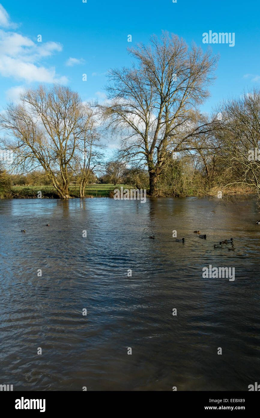 River Avon viewed from town path Salisbury Wiltshire Stock Photo - Alamy
