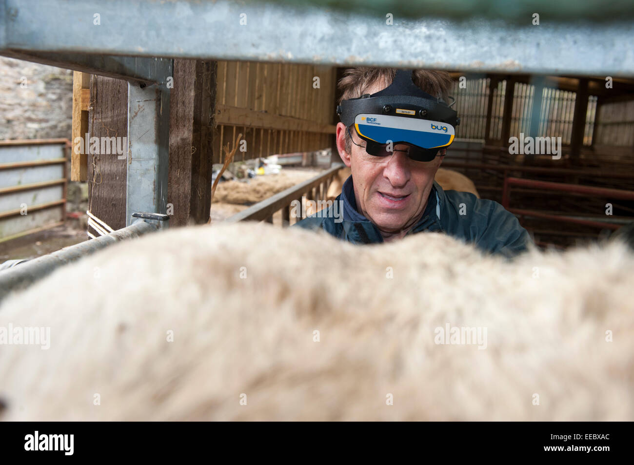 Vet pregnency detecting a cow using a ultra sonic scanner and headset ...