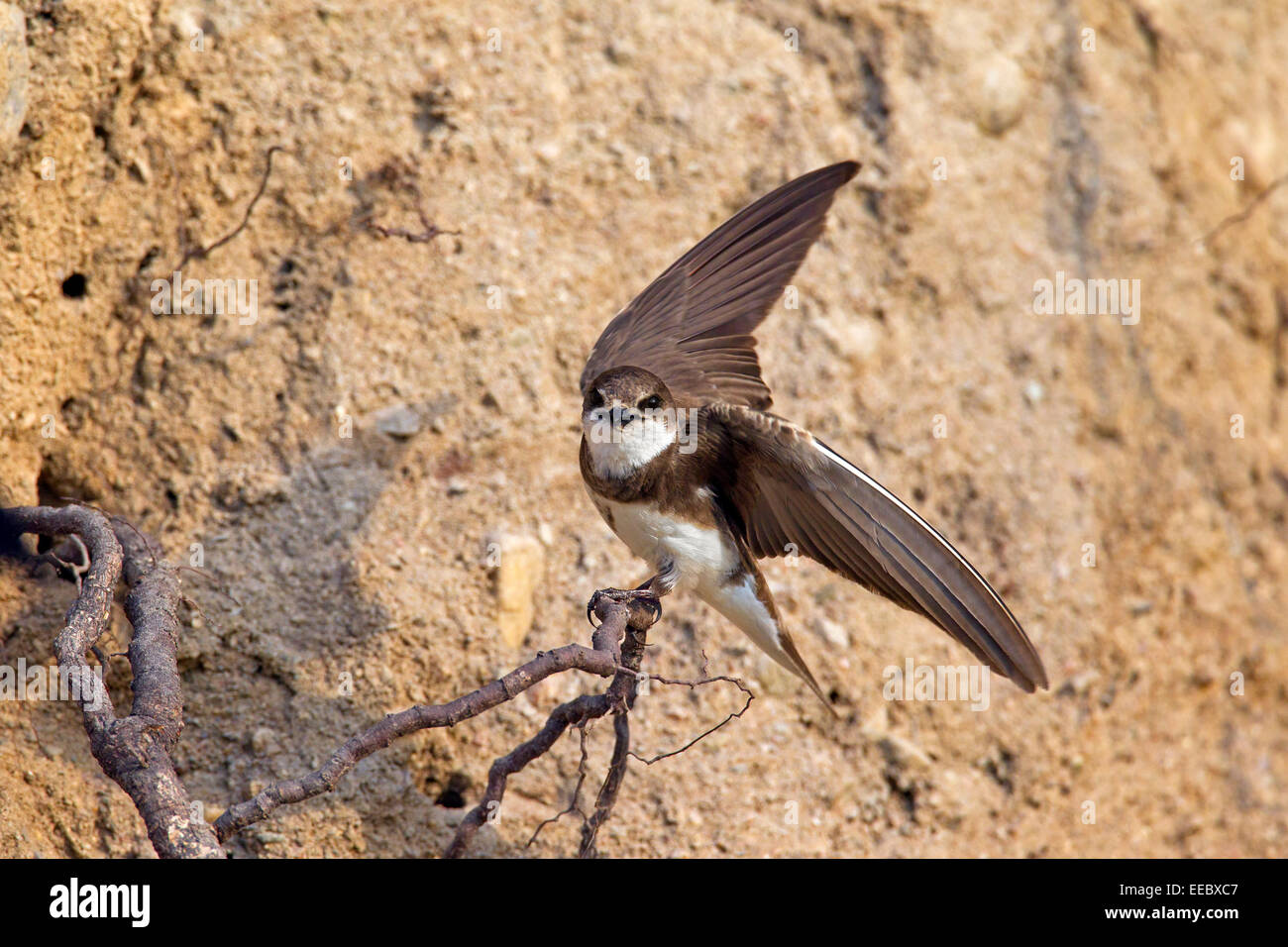 European sand martin / bank swallow (Riparia riparia) in breeding ...