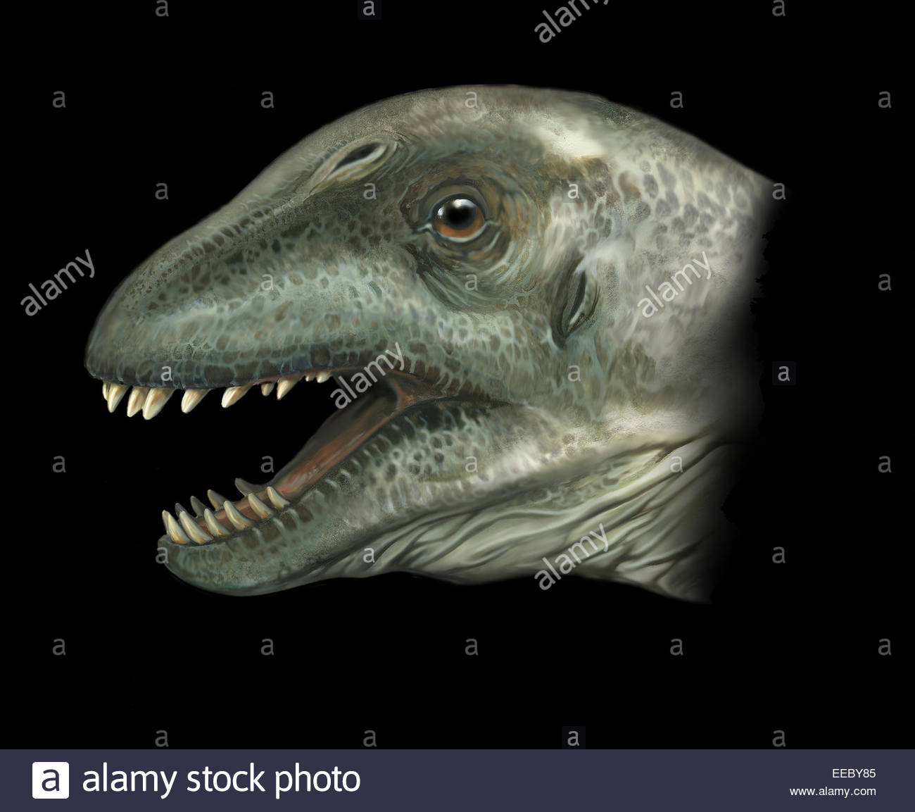 Herbivore Teeth Stock Photos & Herbivore Teeth Stock Images - Alamy