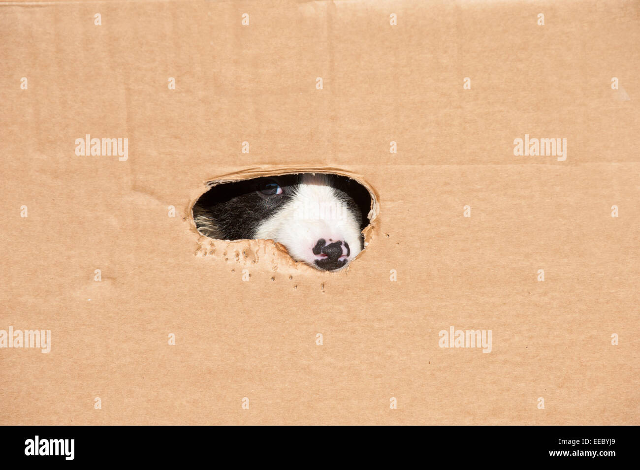Border Collie puppy in a box Stock Photo - Alamy