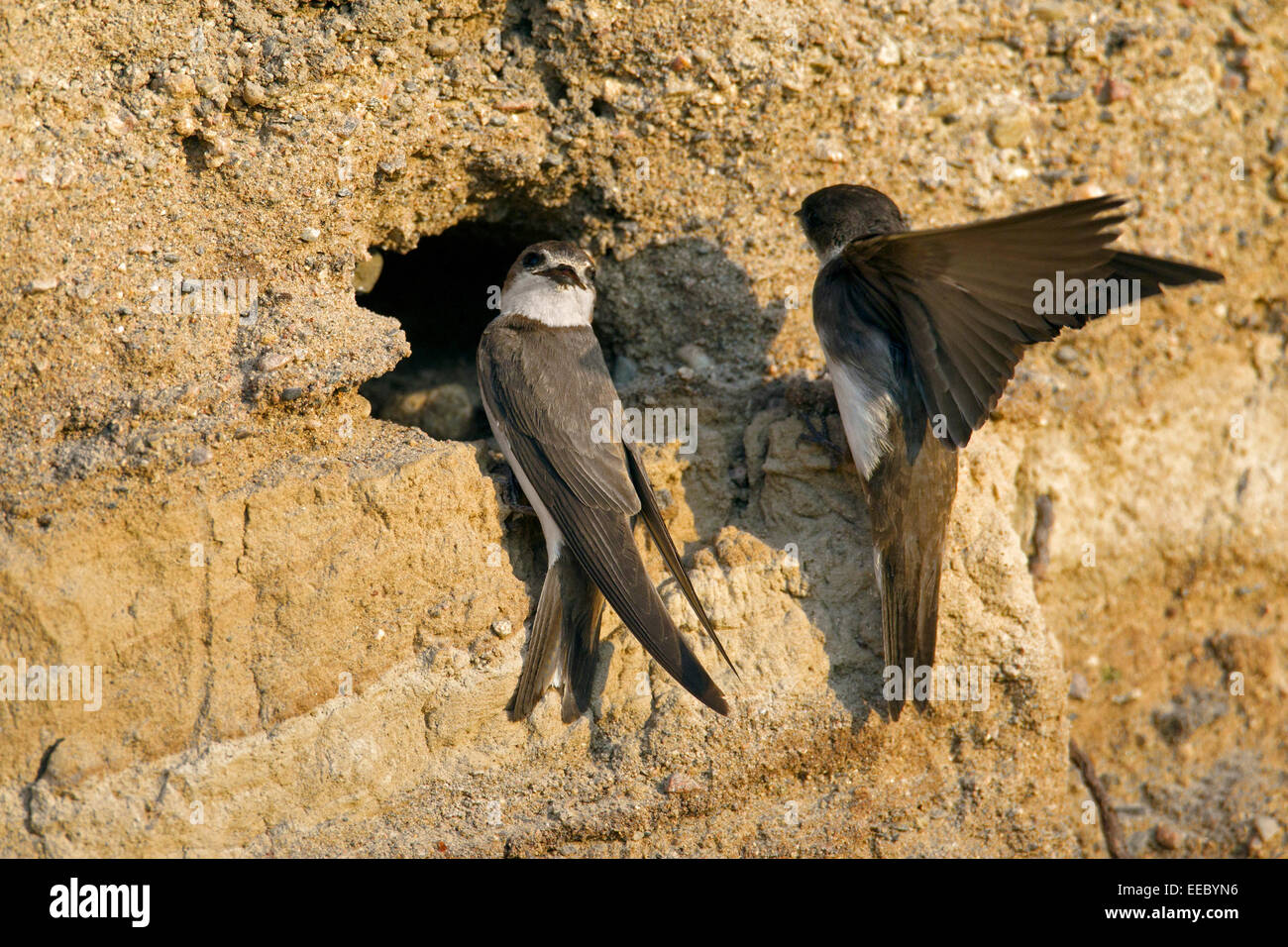 Two European sand martins / bank swallows (Riparia riparia) at nest ...