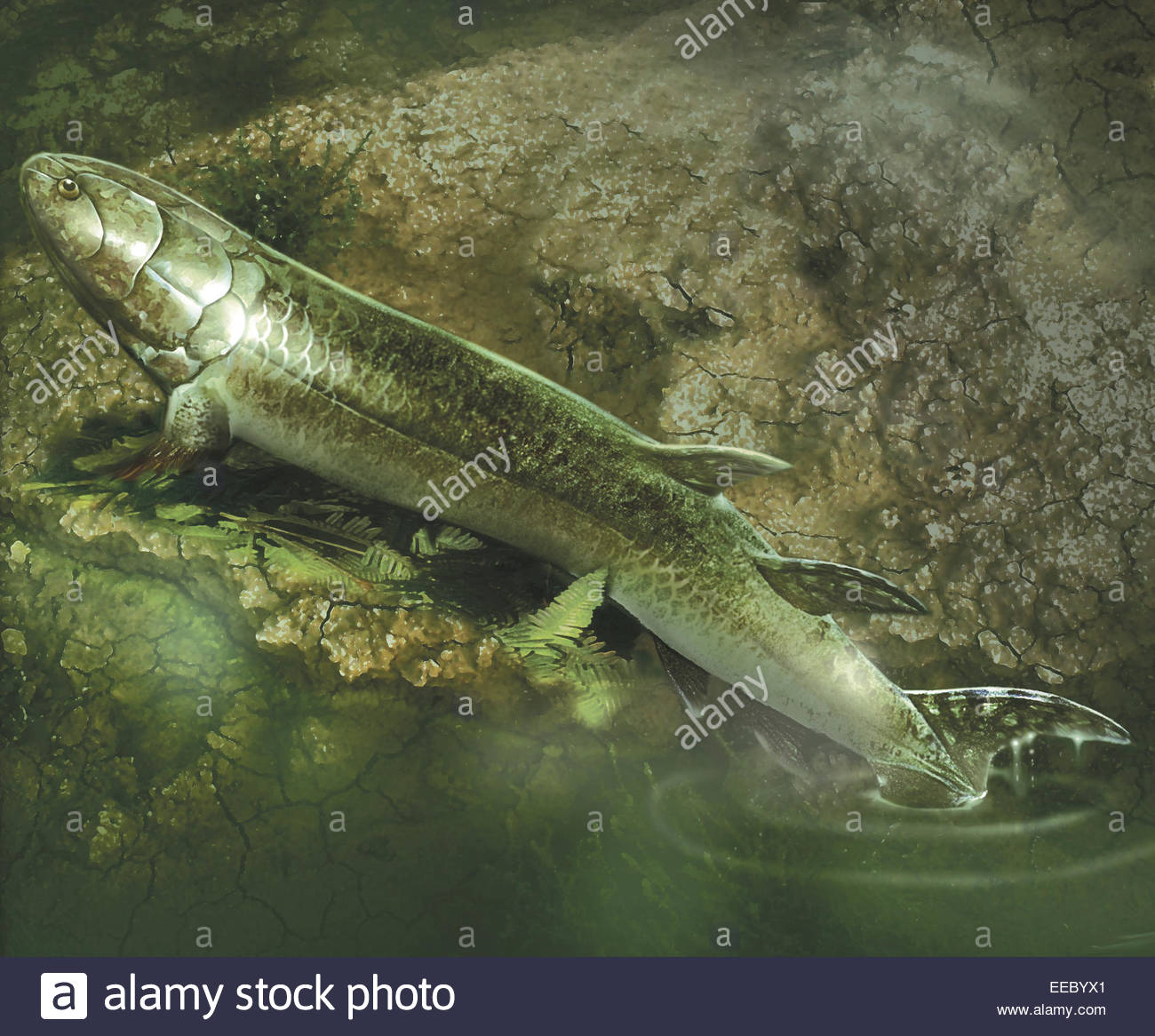 Devonian Fish Stock Photos & Devonian Fish Stock Images - Alamy
