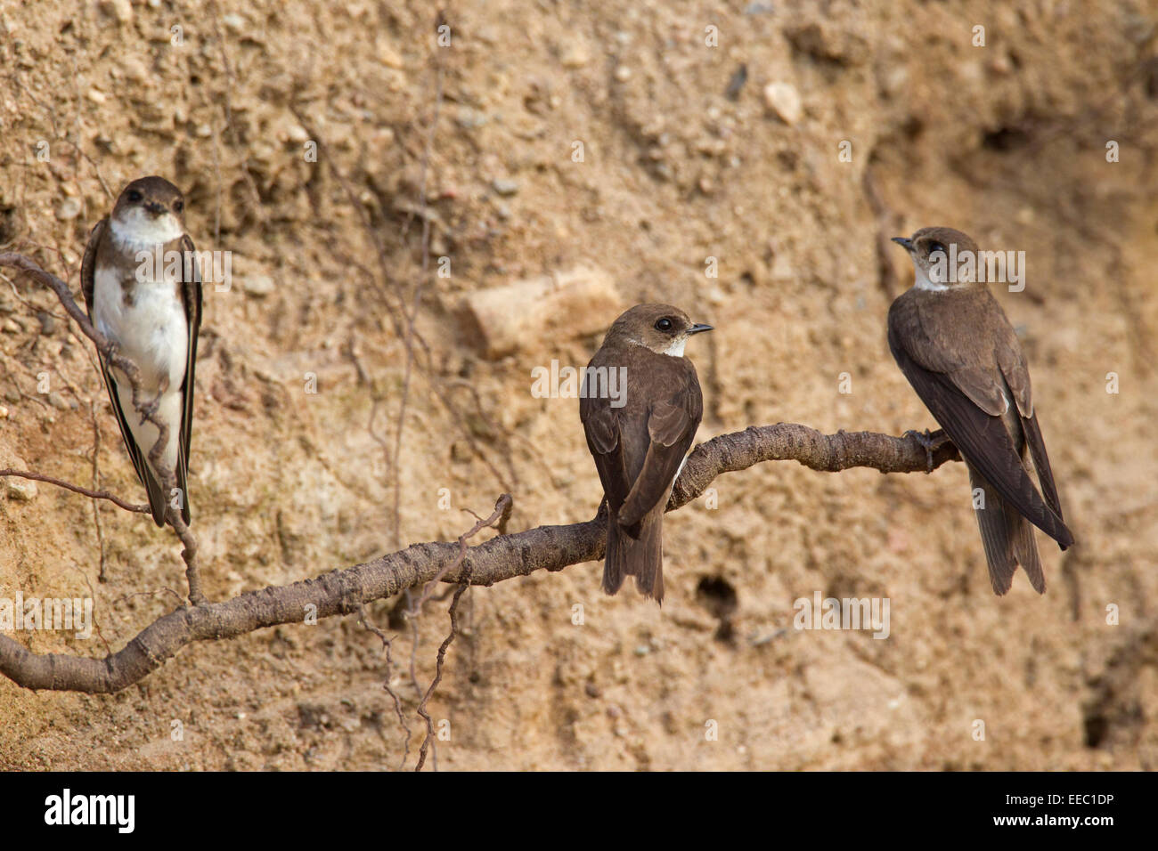 Three European sand martins / bank swallows (Riparia riparia) at nest ...