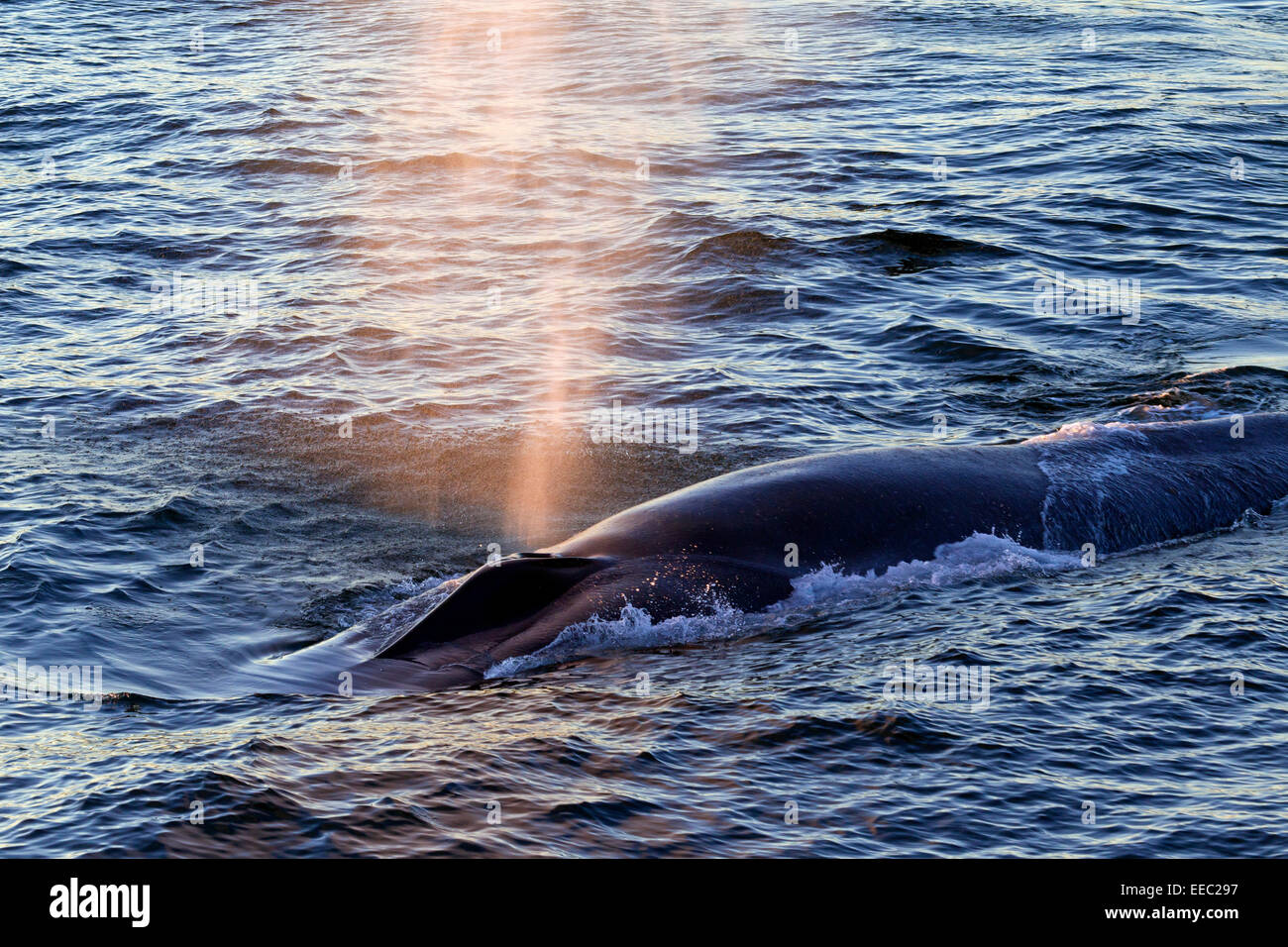 Whales breathe blowhole breathing hi-res stock photography and images ...