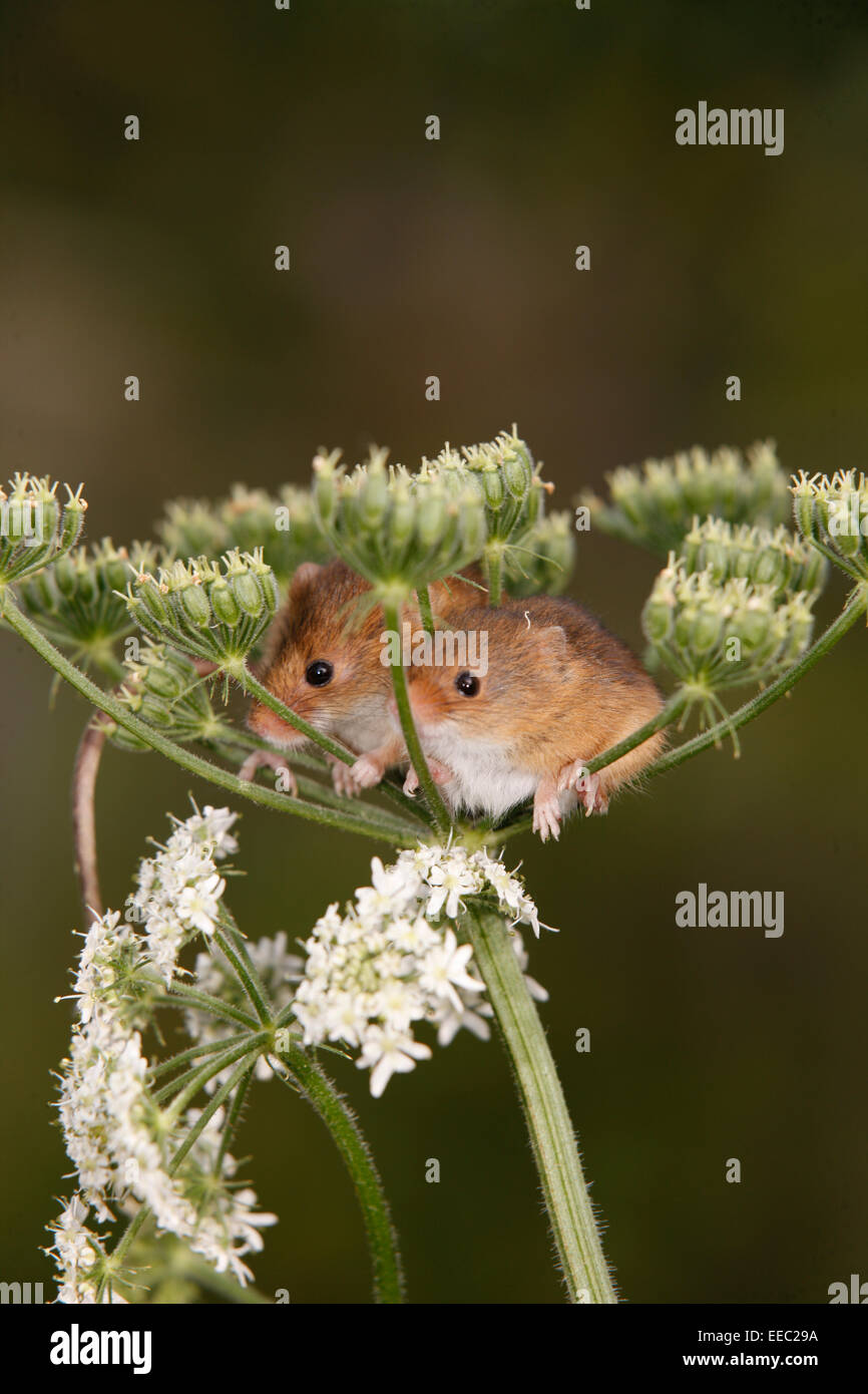 Mouse insects hi-res stock photography and images - Alamy