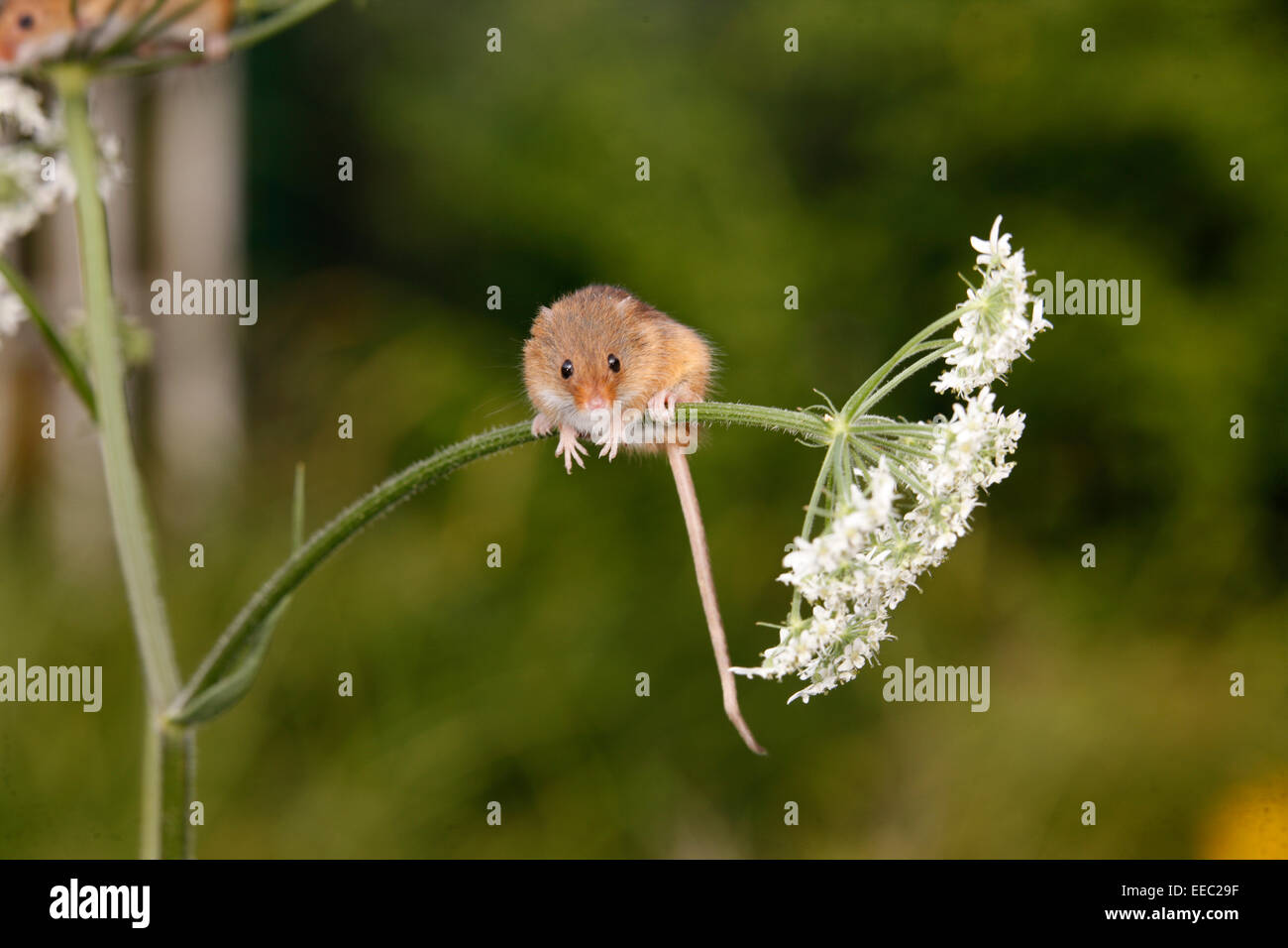 Harvest mouse in hogweed Stock Photo - Alamy