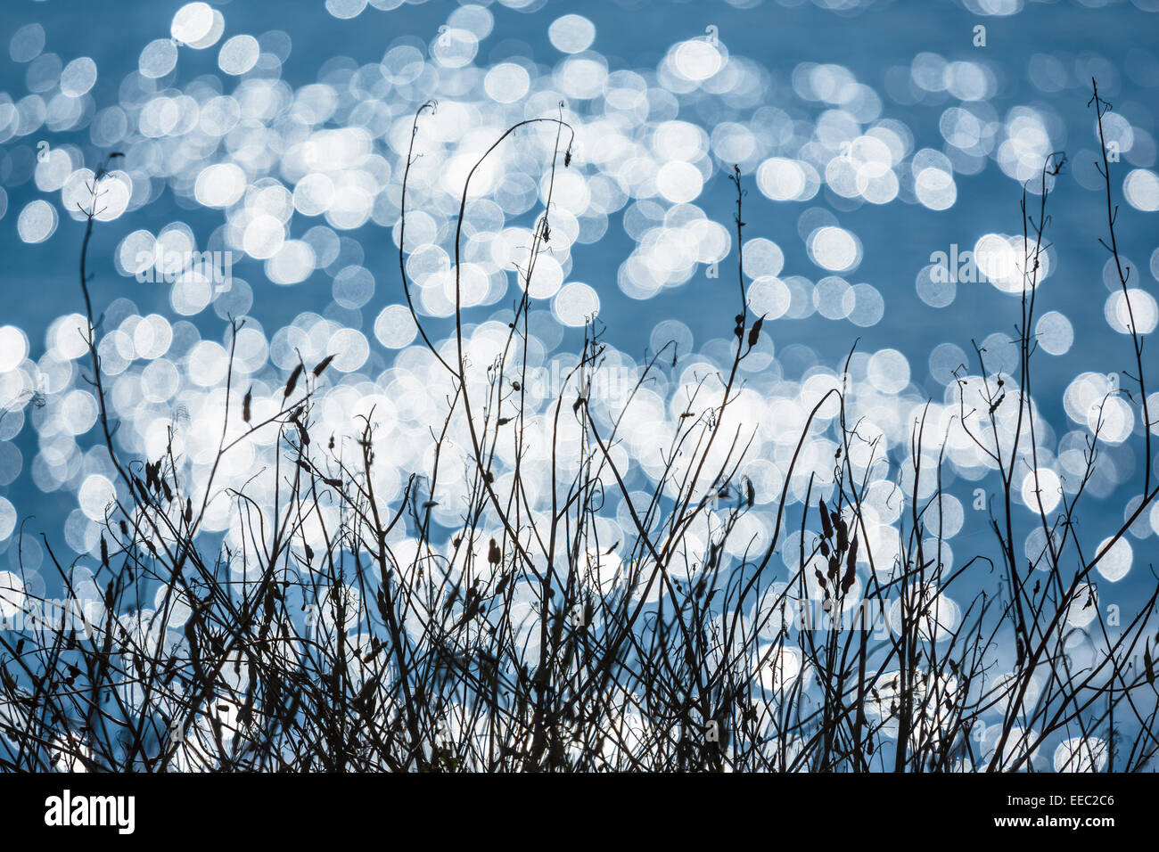 Sunlight sparkling off the vast Pacific Ocean with plants of Mendocino ...