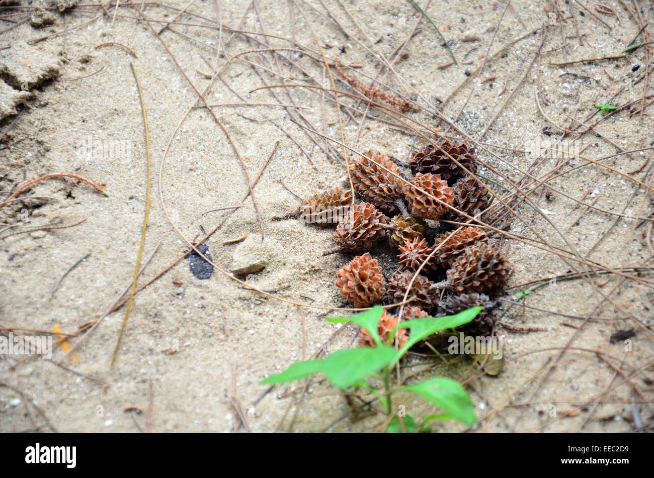 cone of pine tree fall down on ground Stock Photo - Alamy