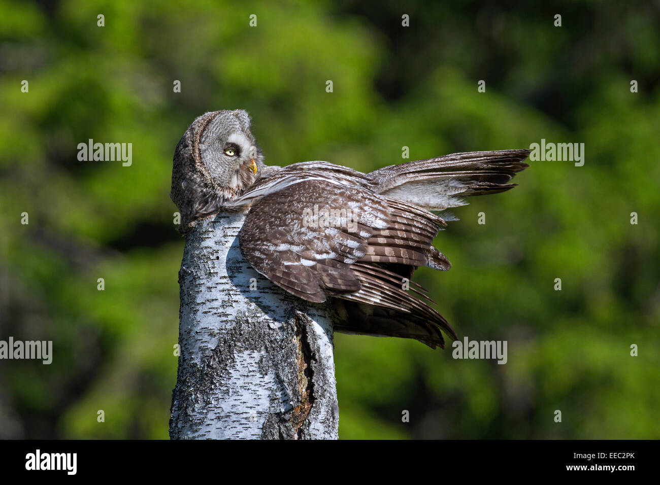 Bird nest top tree hi-res stock photography and images - Alamy