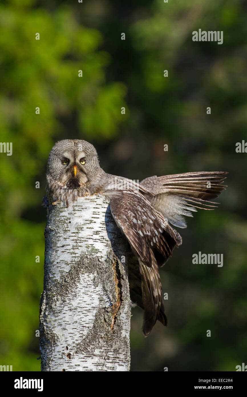 Brooding Bird High Resolution Stock Photography and Images - Alamy