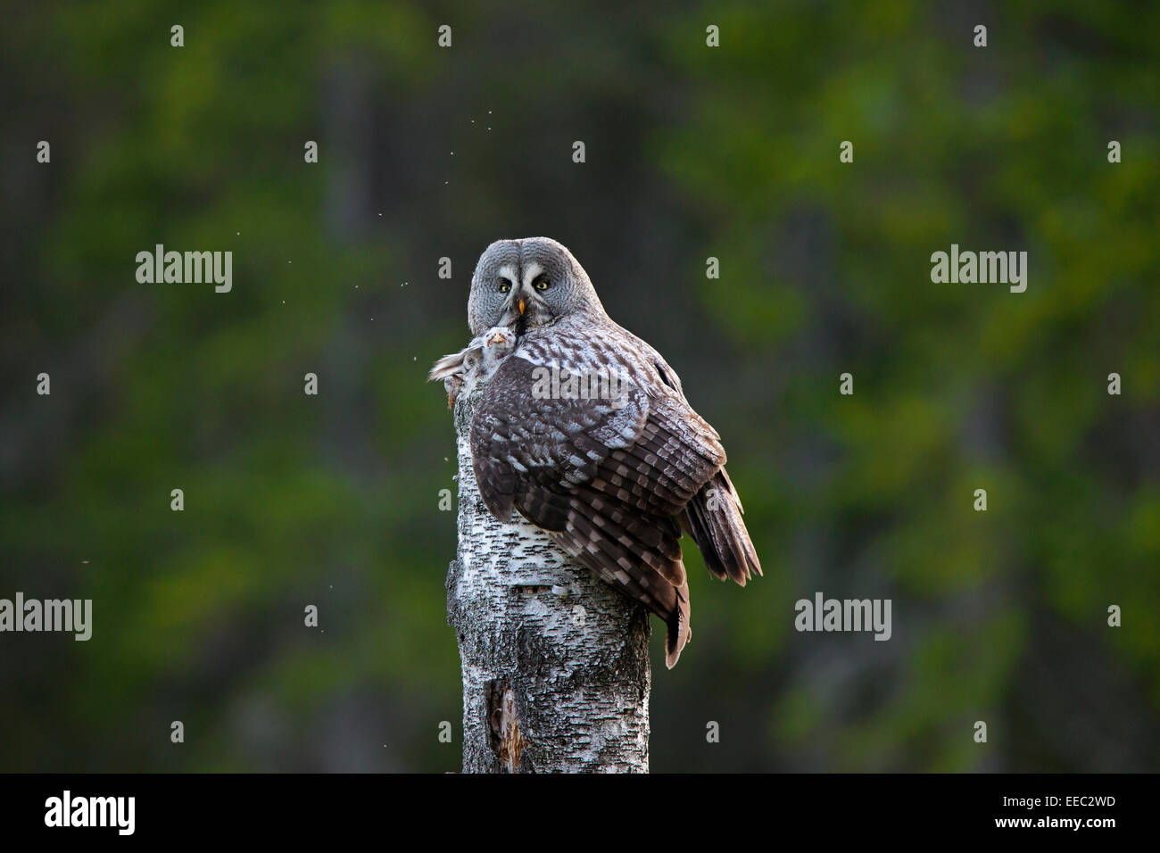 Great grey owl chick hi-res stock photography and images - Alamy