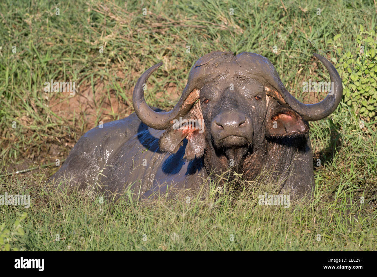 African buffalo lying mud hi-res stock photography and images - Alamy