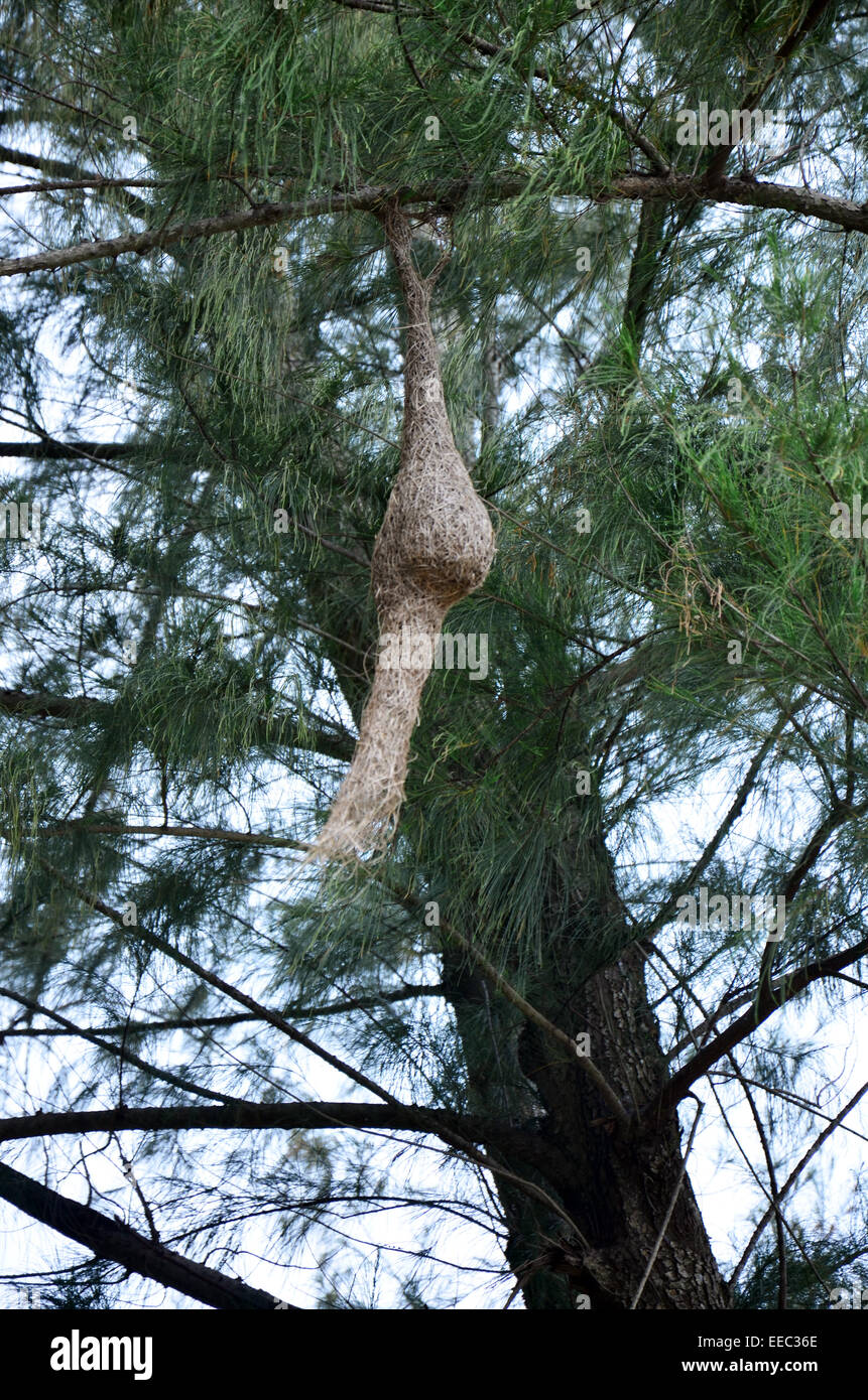 weaverbird of ricebird on pine tree Stock Photo - Alamy
