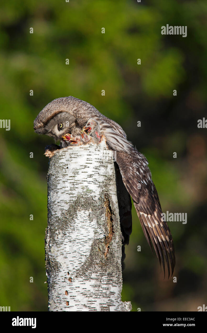 Great grey owl / great gray owl (Strix nebulosa) female feeding chicks ...