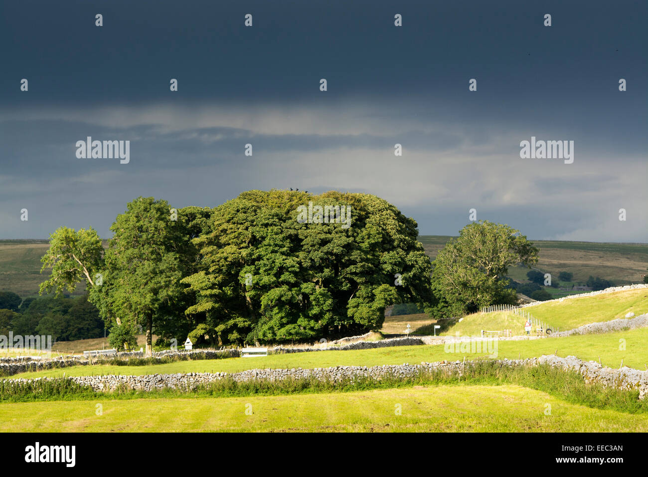 Cumbrian Trees High Resolution Stock Photography and Images - Alamy