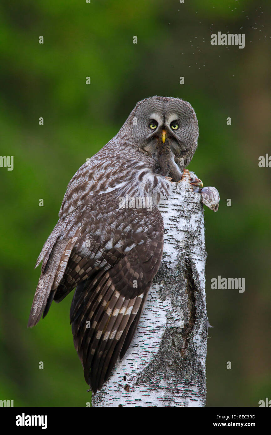 Great grey owl / gray owl (Strix nebulosa) female feeding mouse to ...