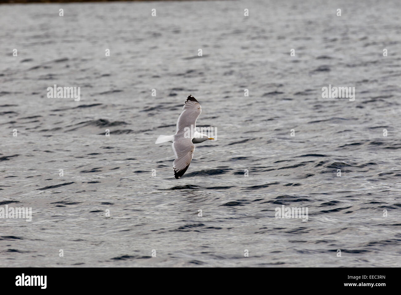 Sea shore rubbish gulls hi-res stock photography and images - Alamy