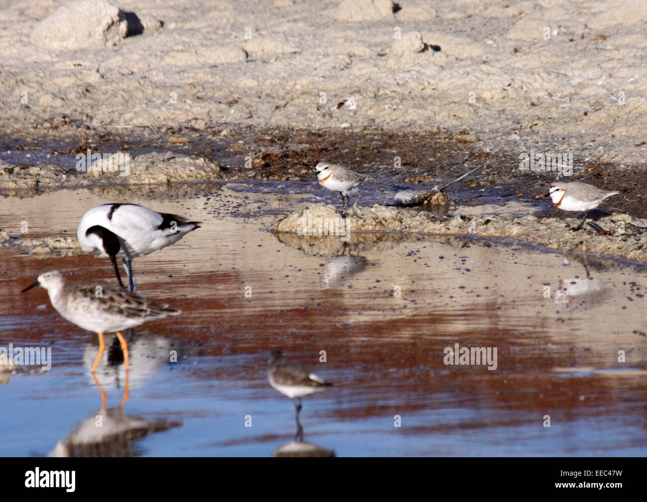 Chestnut-banded plovers frequenting saltpan with flock of mixed waders ...