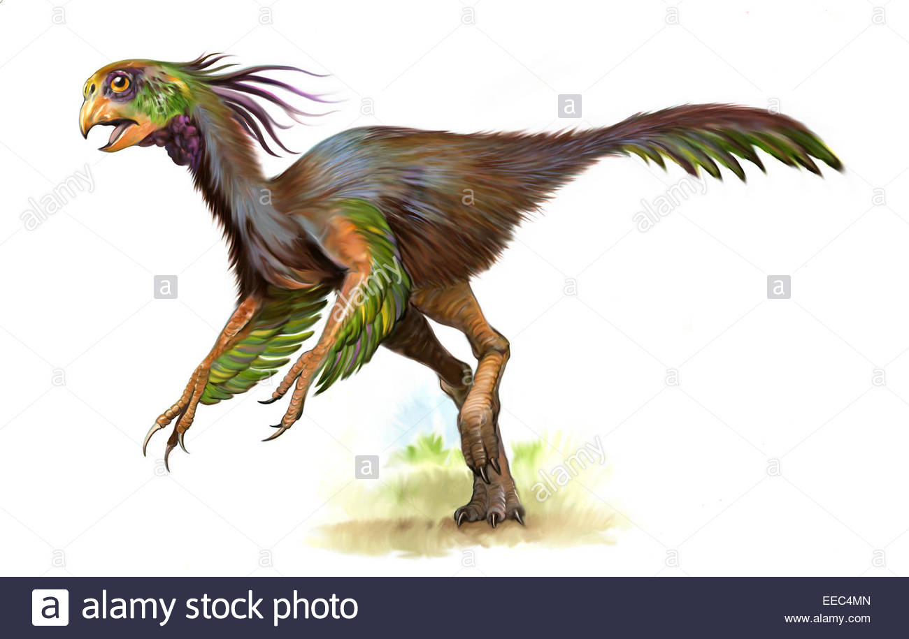Khaan oviraptor with beautiful feathers, from the Late Cretaceous Stock ...