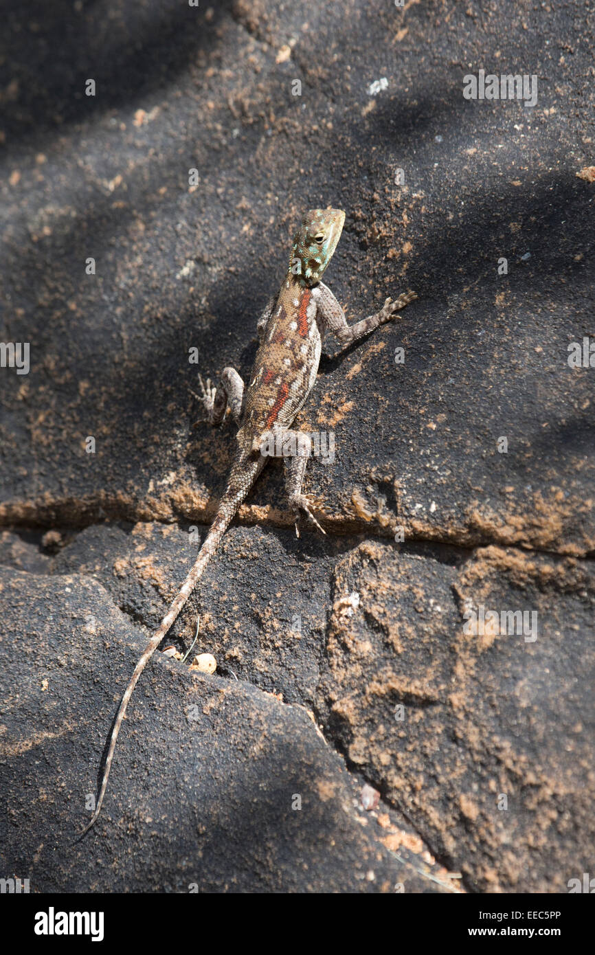 Female Rock Agama (Agama agama) on a rock Stock Photo - Alamy