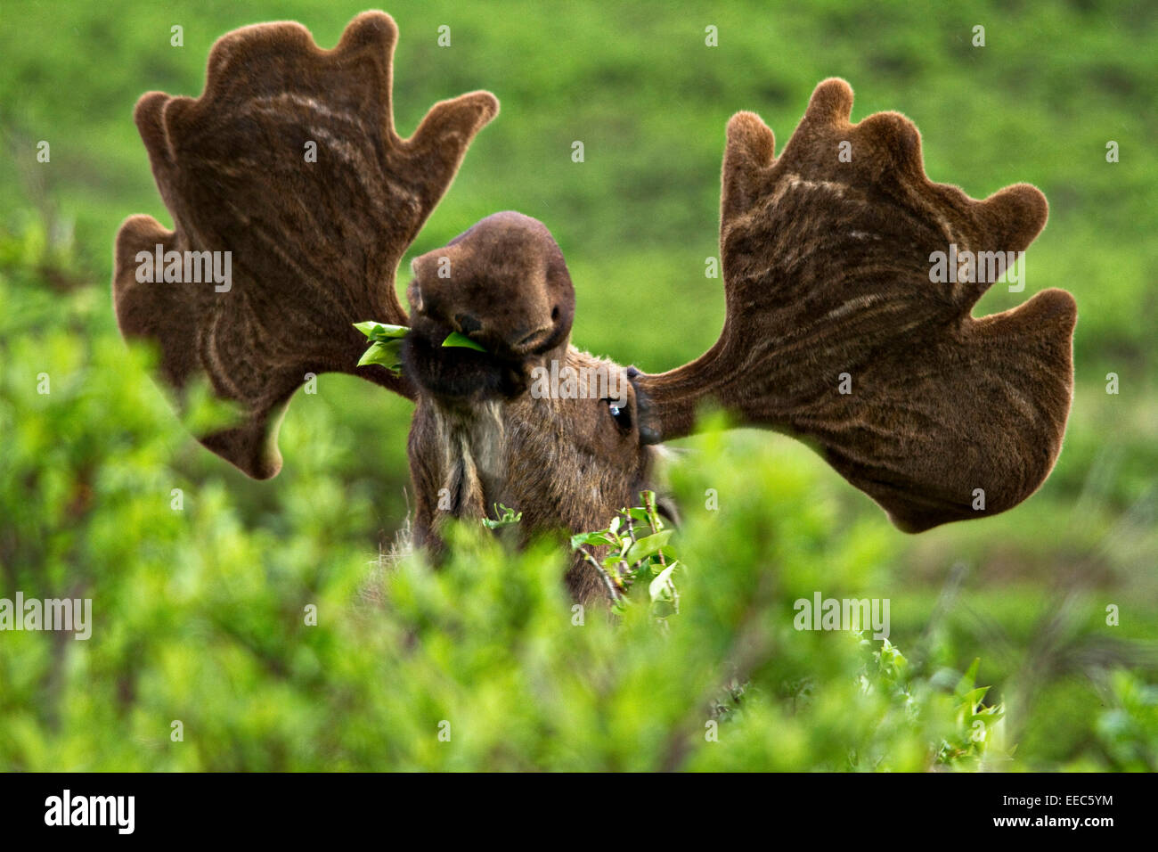Alaskan Moose in Denali National Park Alaska Stock Photo - Alamy