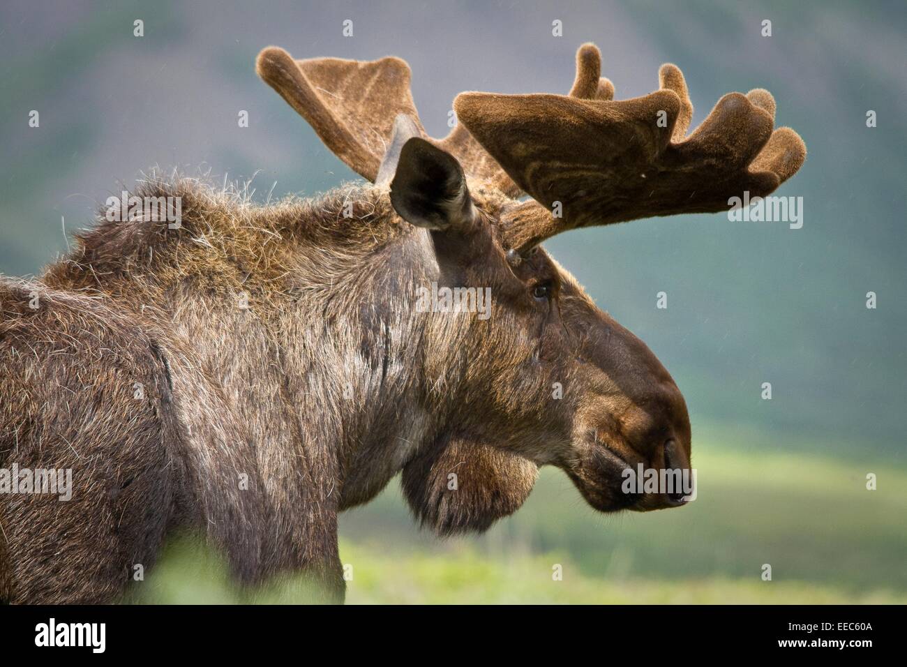 Alaskan Moose in Denali National Park Alaska Stock Photo - Alamy
