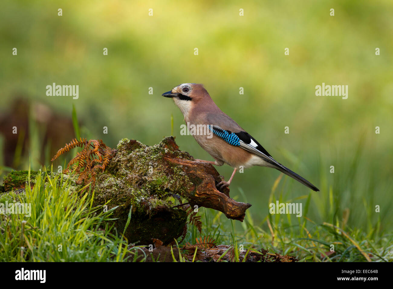 Jay bird oak hi-res stock photography and images - Alamy