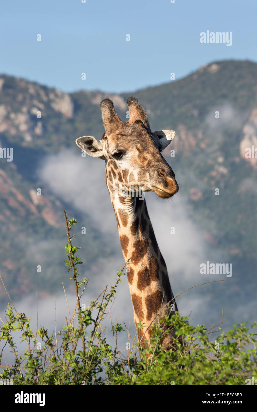 Maasai Giraffe (Giraffa camelopardalis)peering over a bush with ...