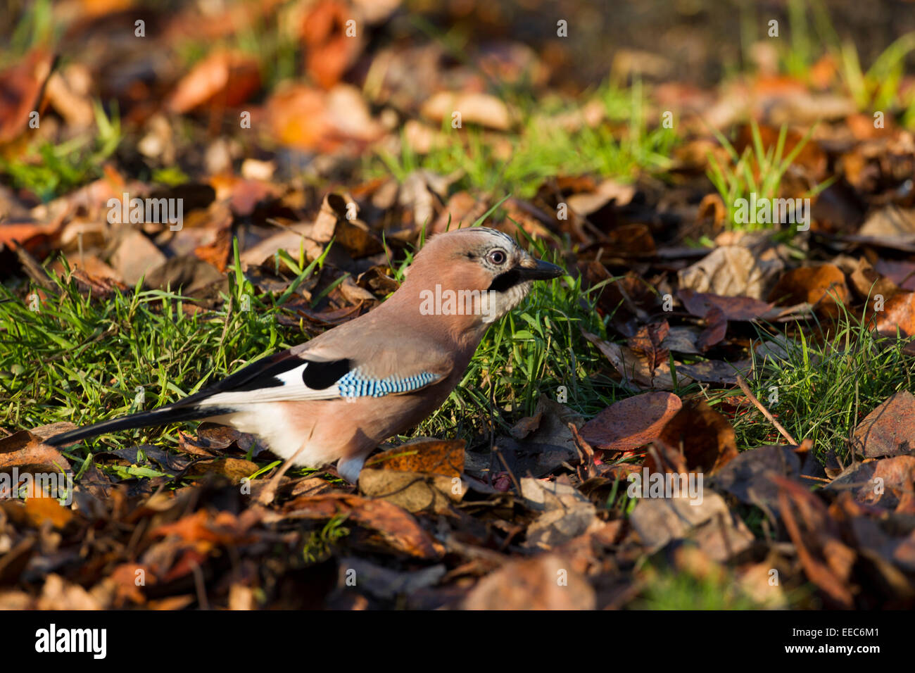 Jay bird oak hi-res stock photography and images - Alamy