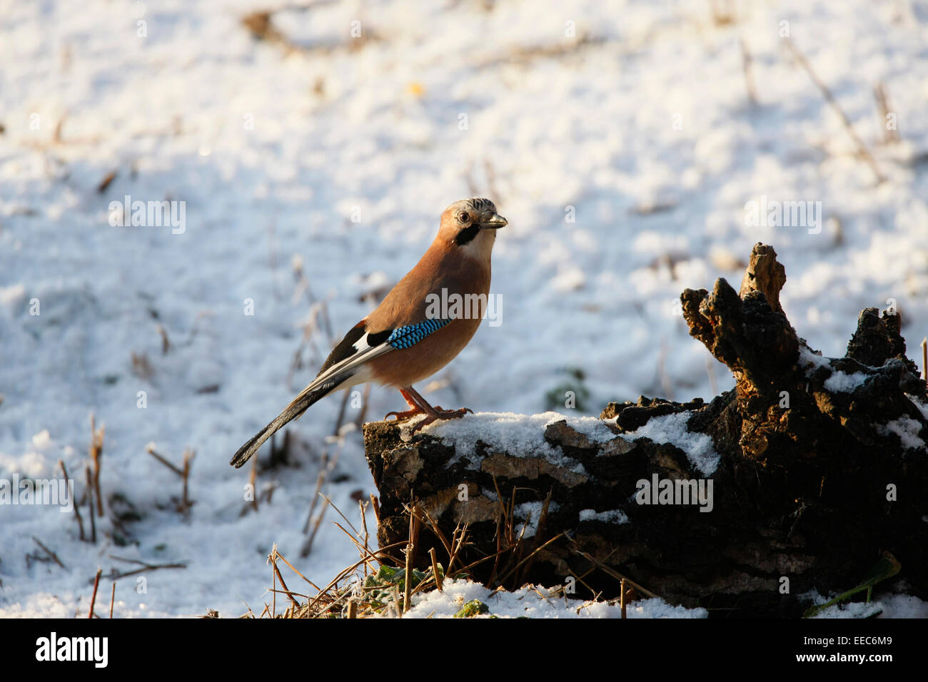 Jay bird oak hi-res stock photography and images - Alamy