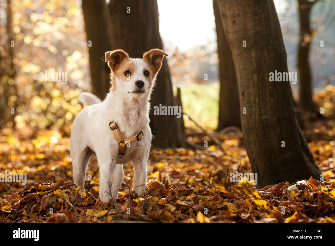 Little dog in autumn landscape Stock Photo - Alamy