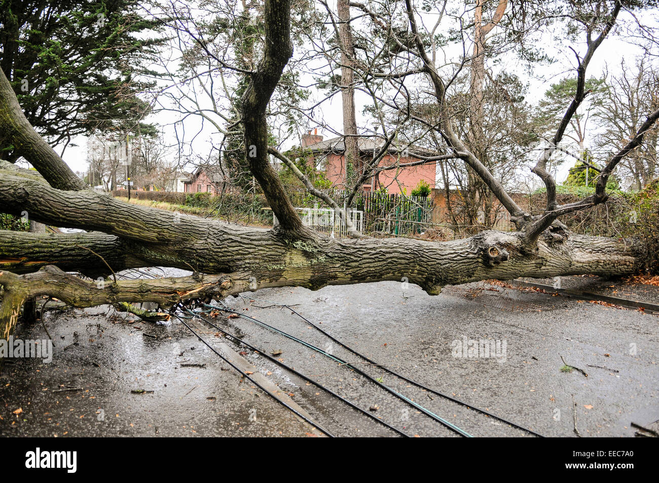 Tree fell across road hi-res stock photography and images - Alamy