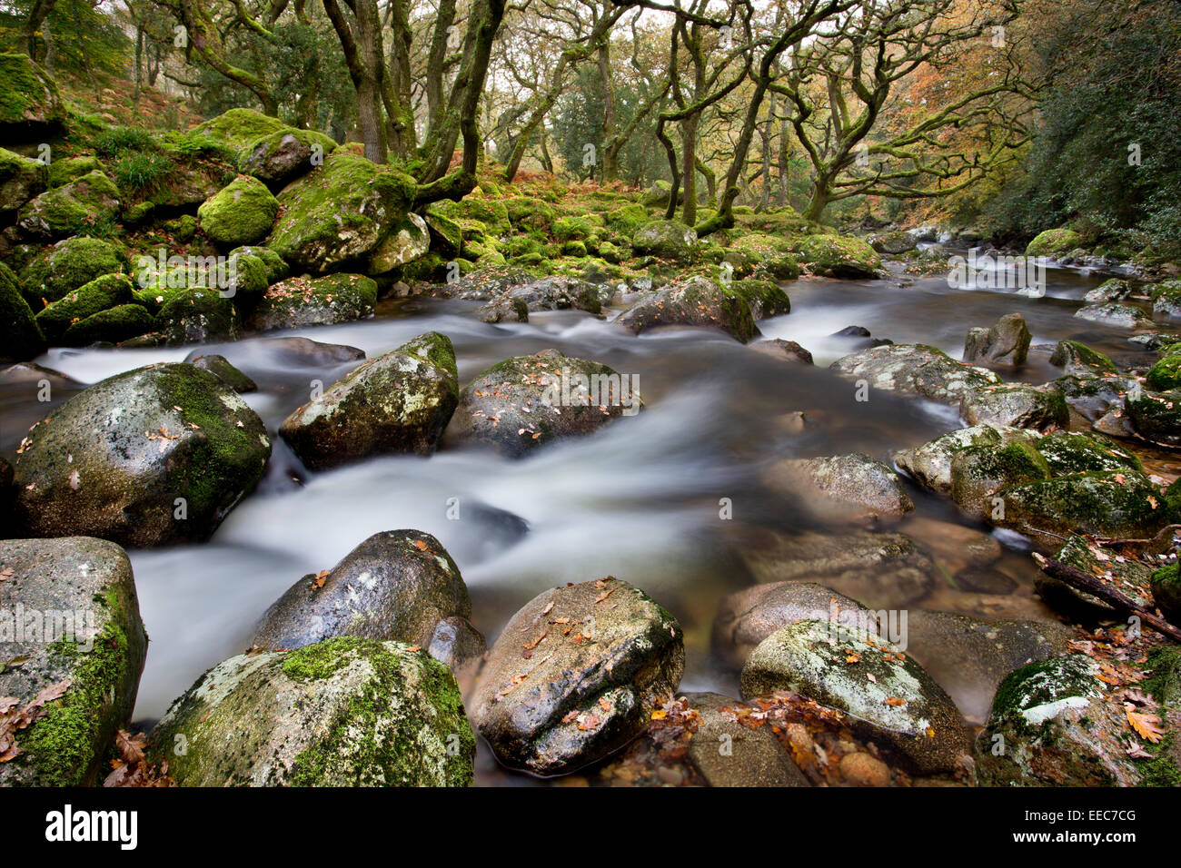 The Plym River flowing through Dewerstone Woods in Devon, UK Stock ...