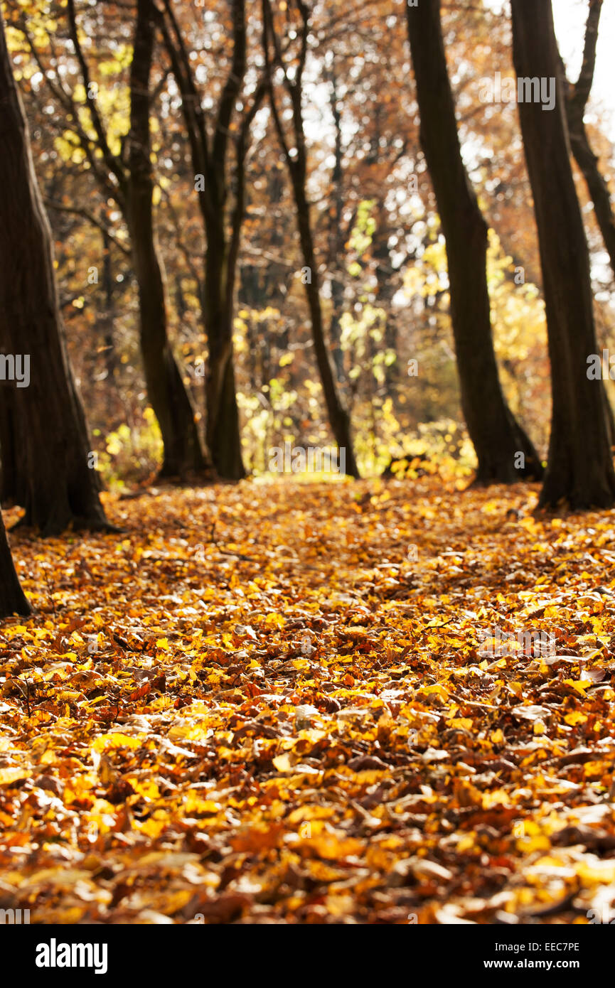 Trees in a autumn landscape Stock Photo - Alamy