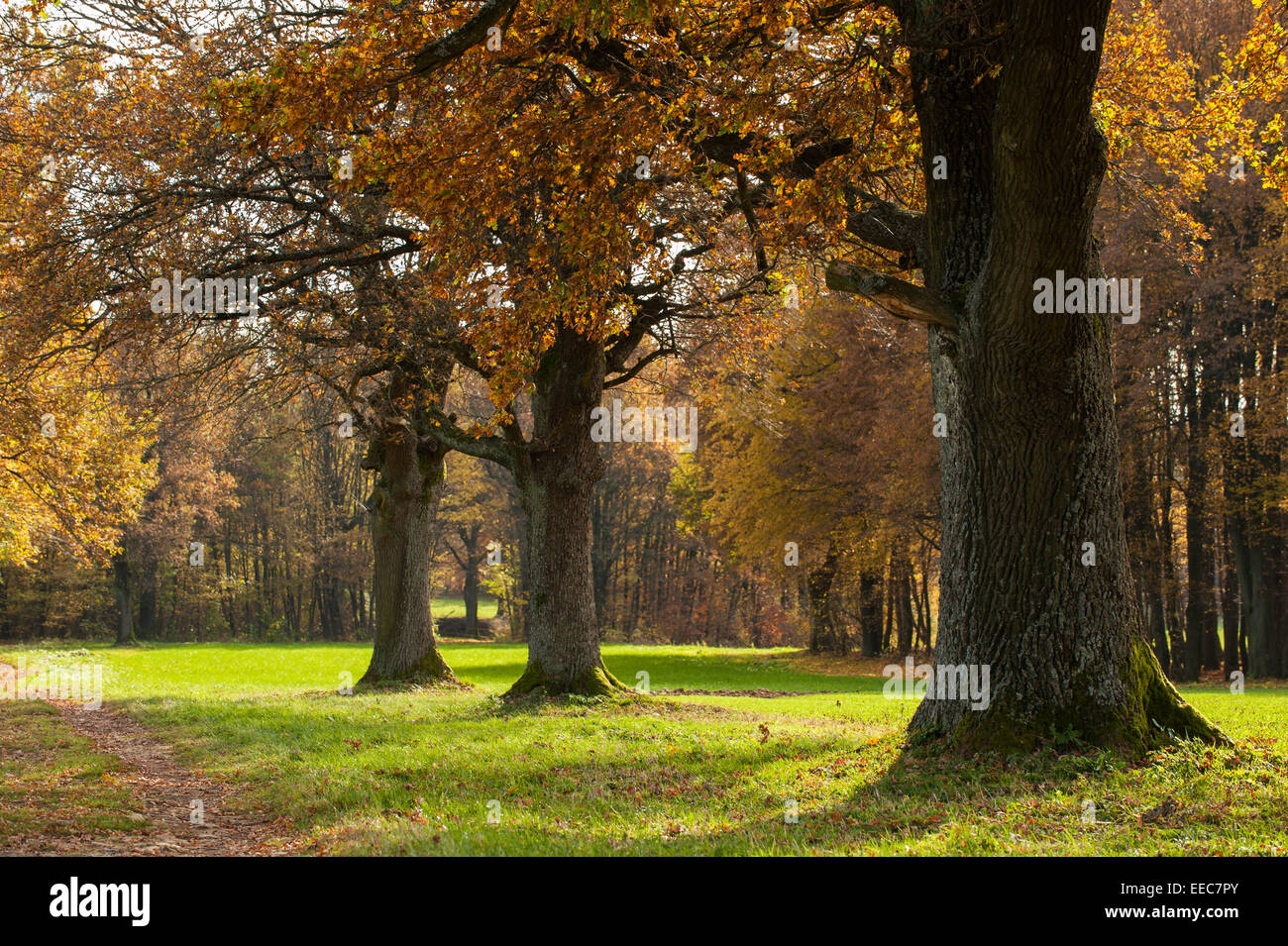 Trees in a autumn landscape Stock Photo - Alamy