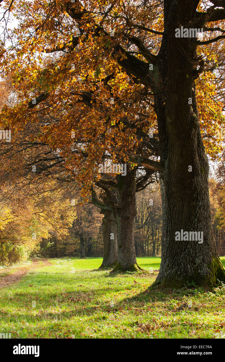 Trees in a autumn landscape Stock Photo - Alamy
