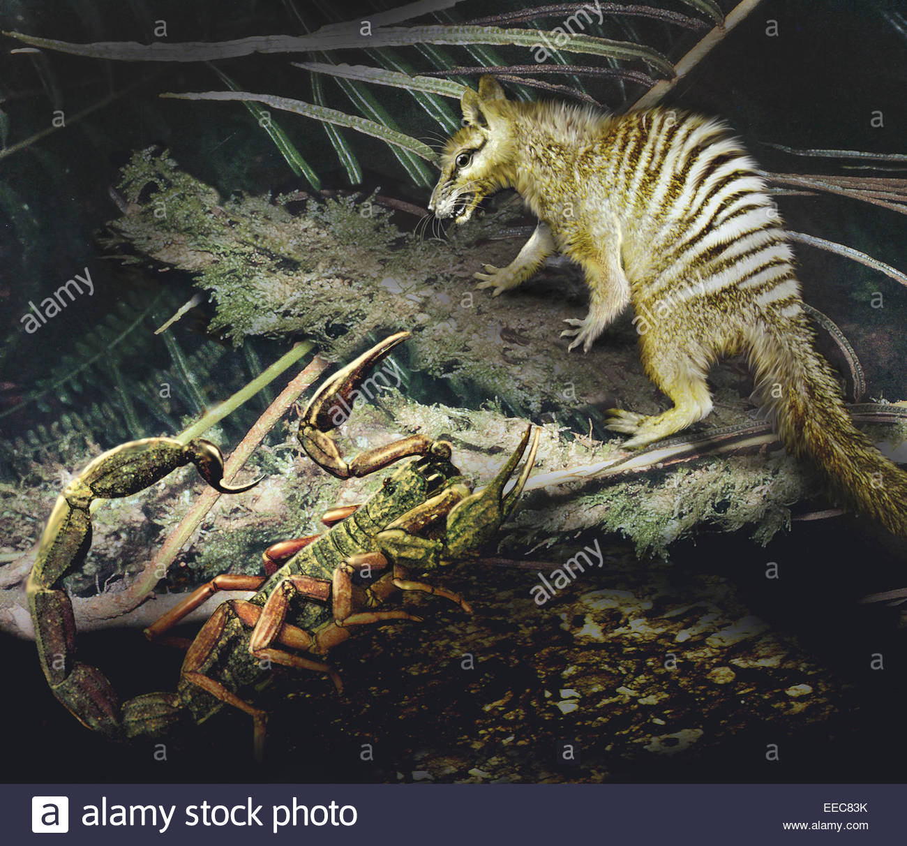 Megazostrodon Stock Photos & Megazostrodon Stock Images - Alamy