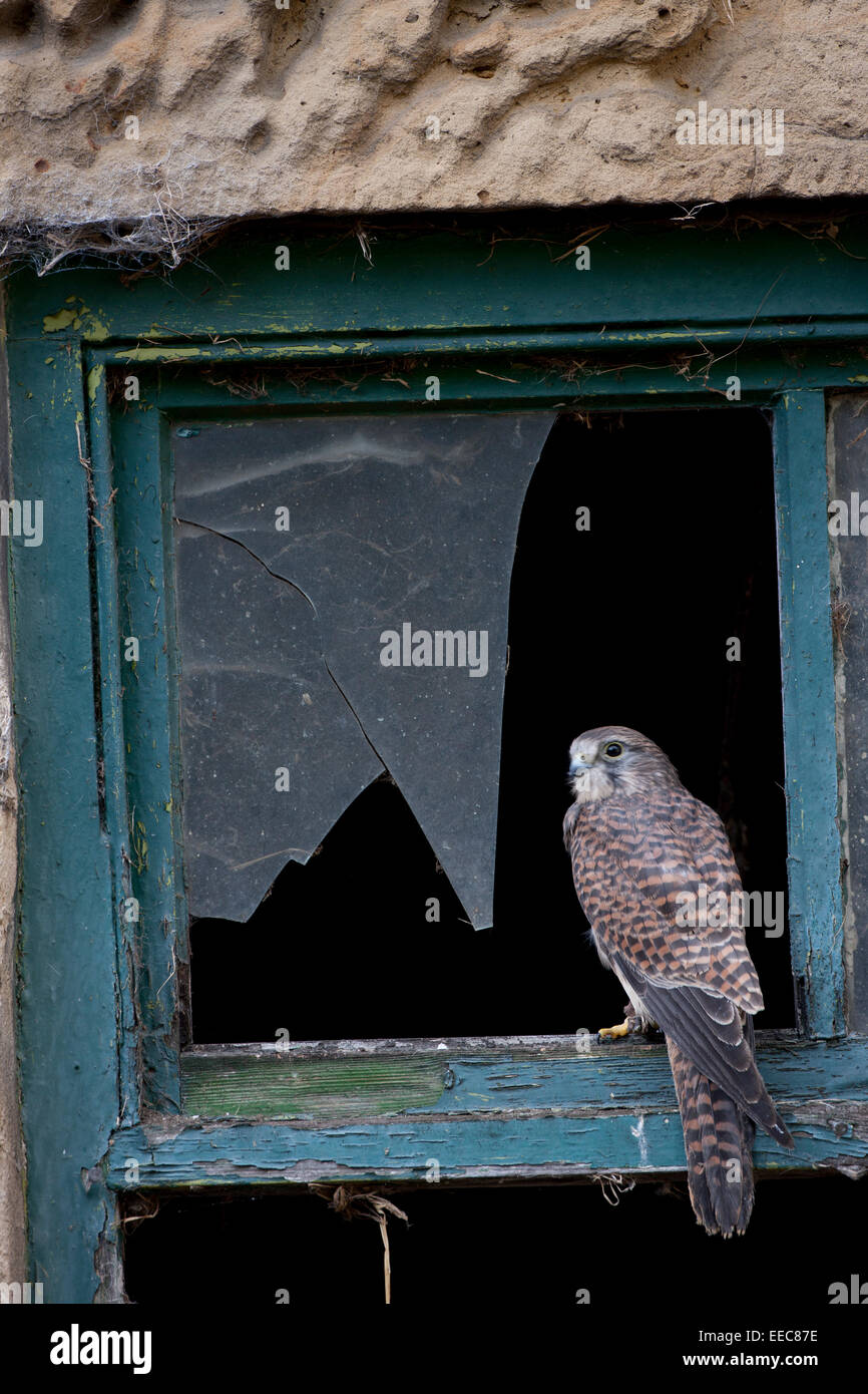 Kestrel hi-res stock photography and images - Alamy