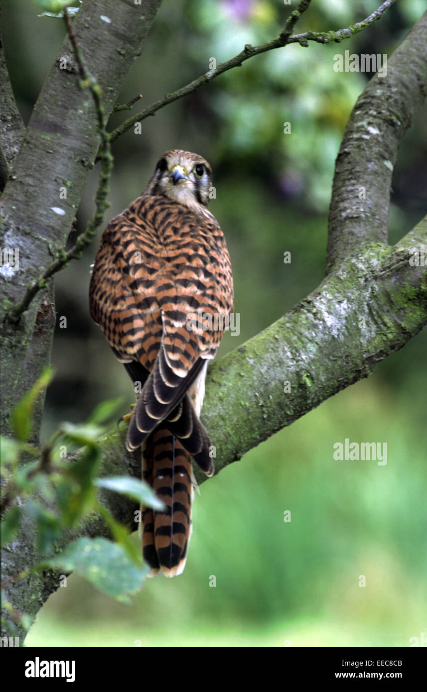 Urban kestrel hi-res stock photography and images - Alamy