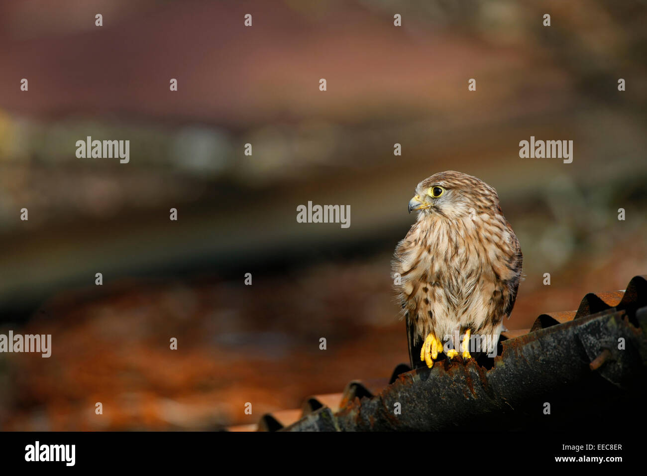 Kestrel on wire hi-res stock photography and images - Alamy