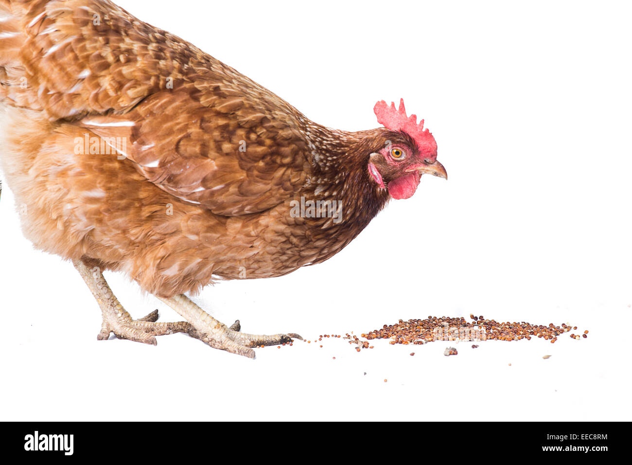 Chicken - isolated Stock Photo - Alamy