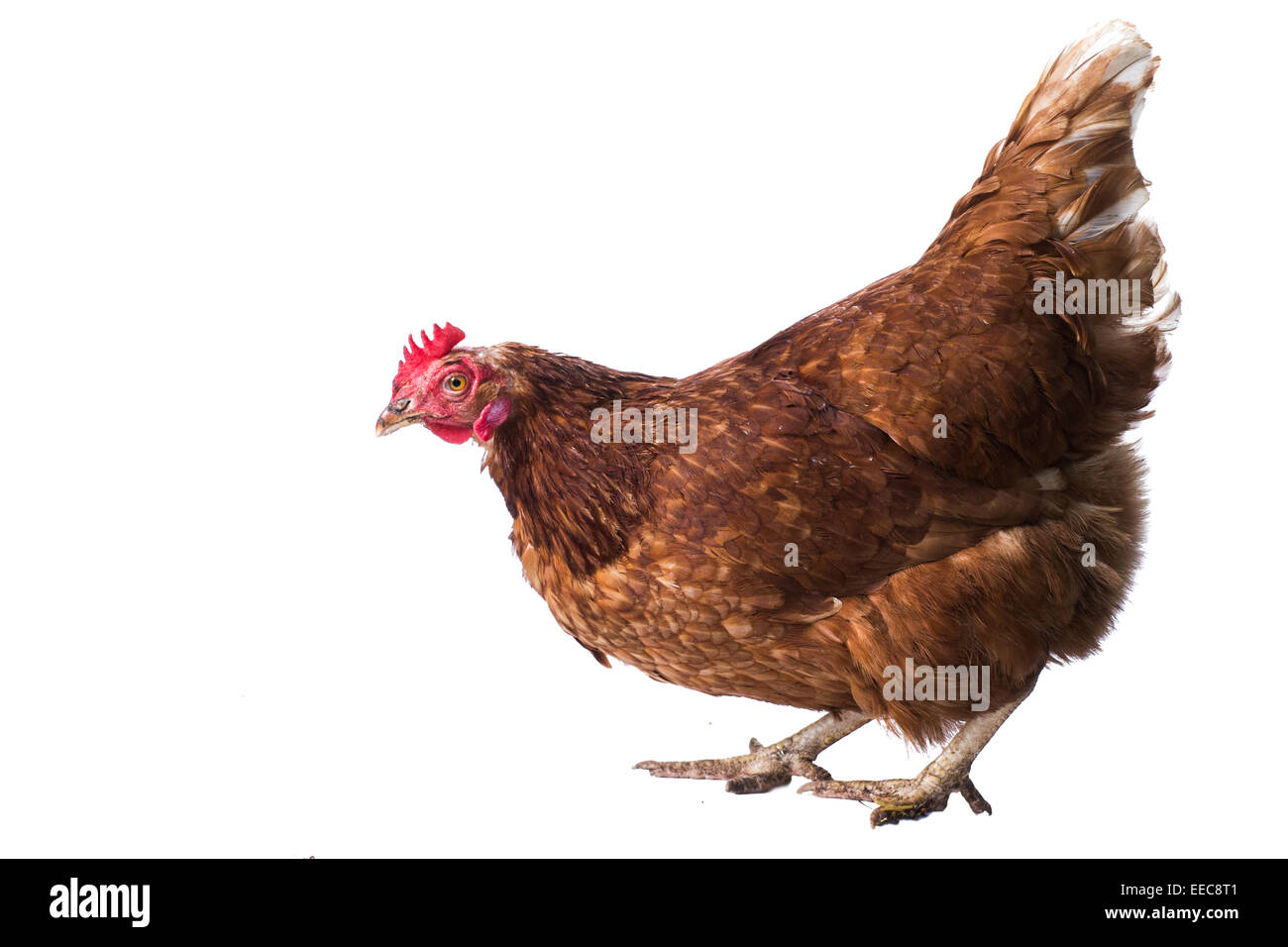 Chicken - isolated Stock Photo - Alamy