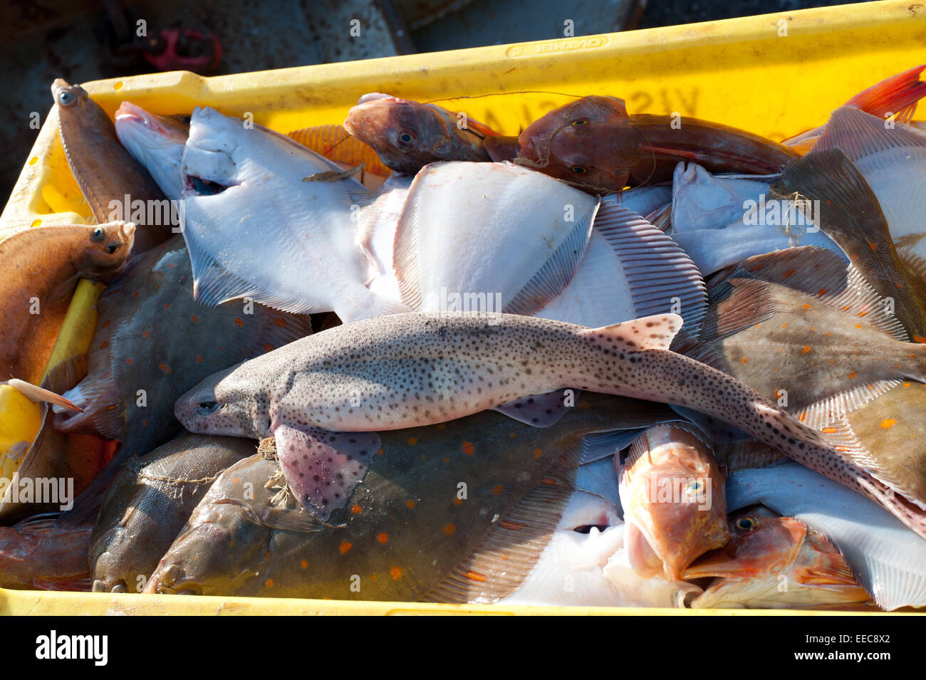 Fresh fish selling on country hi-res stock photography and images - Alamy
