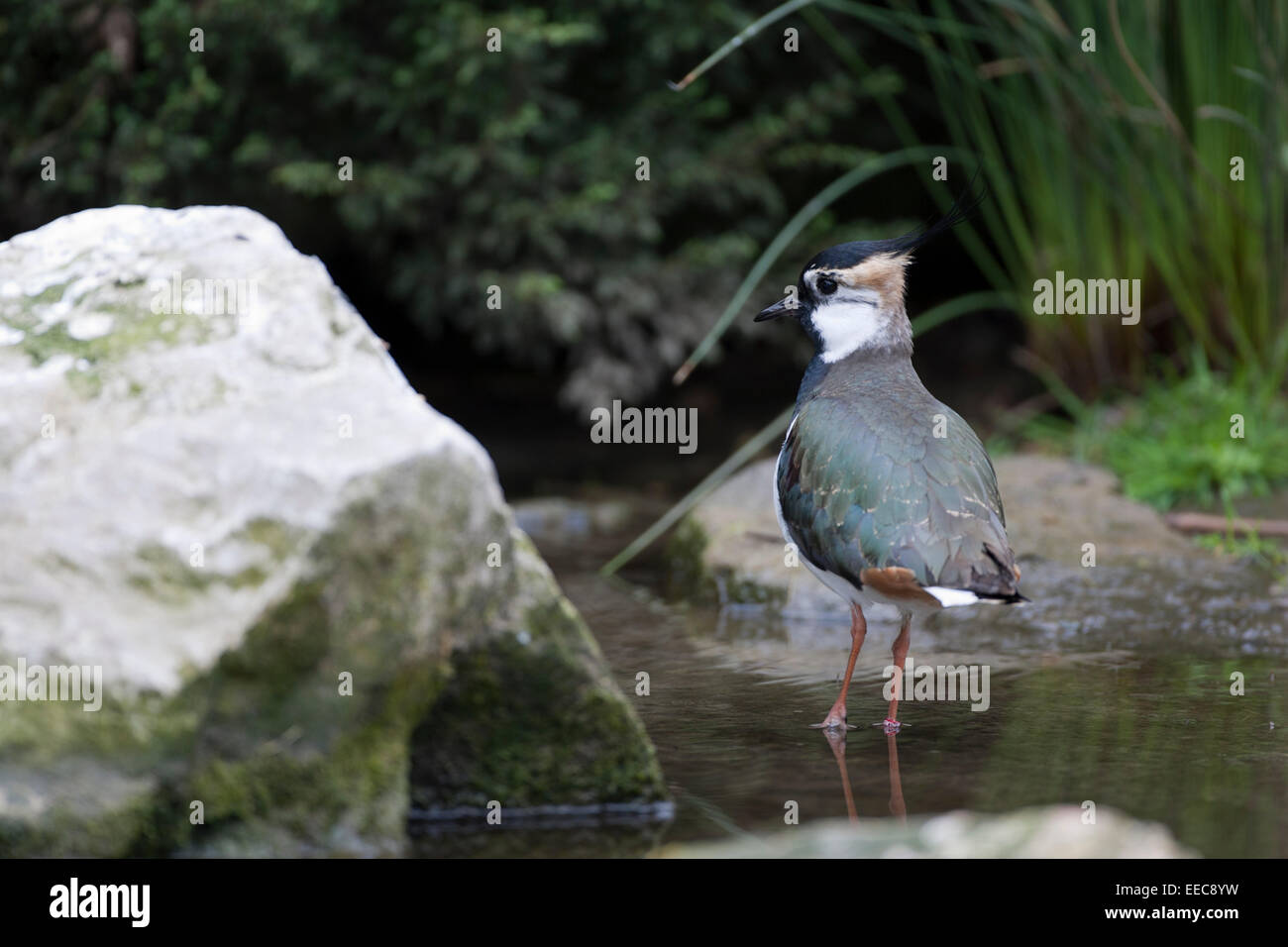 Lapwing peewit bird hi-res stock photography and images - Alamy
